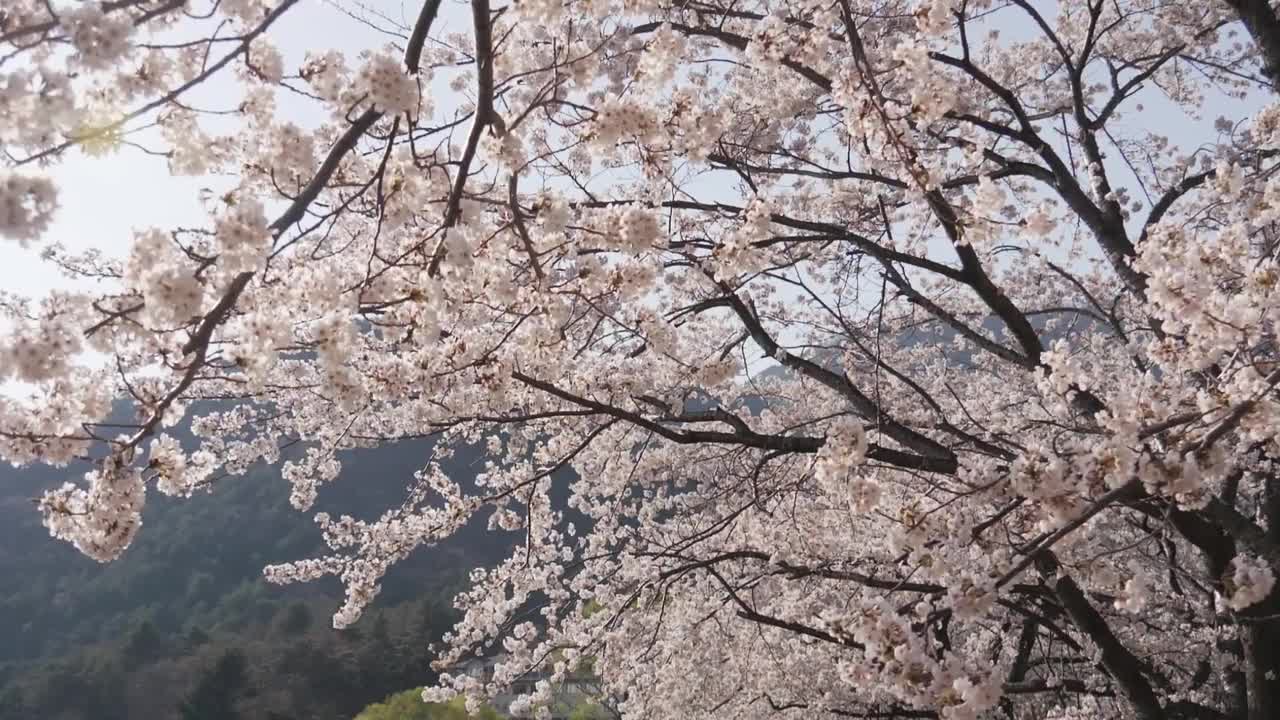 Japanese Sakura Tree - Stock Video | Motion Array