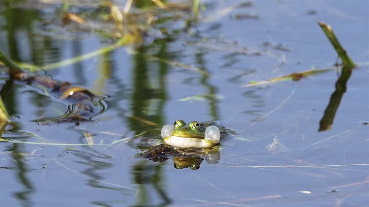 Slow Motion Frog - Stock Video | Motion Array