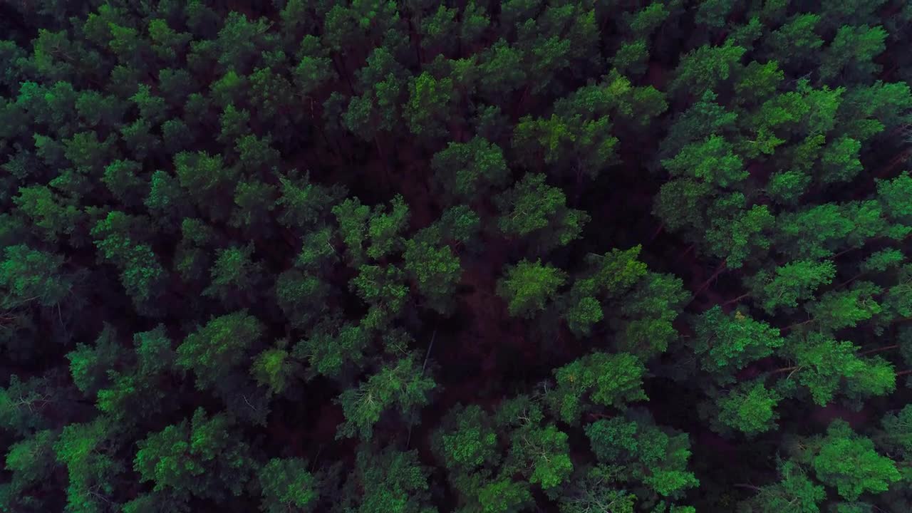 Aerial Shot Of A Forest - Stock Video | Motion Array