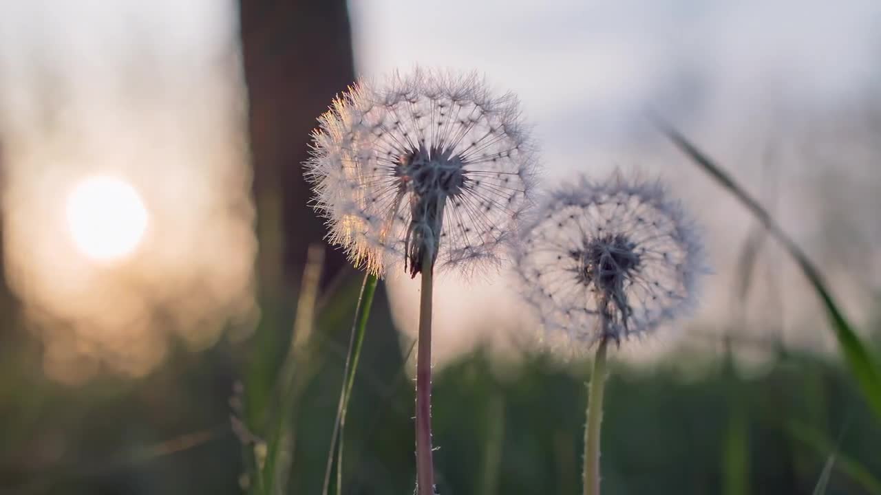 Fluffy Dandelion - Stock Video | Motion Array