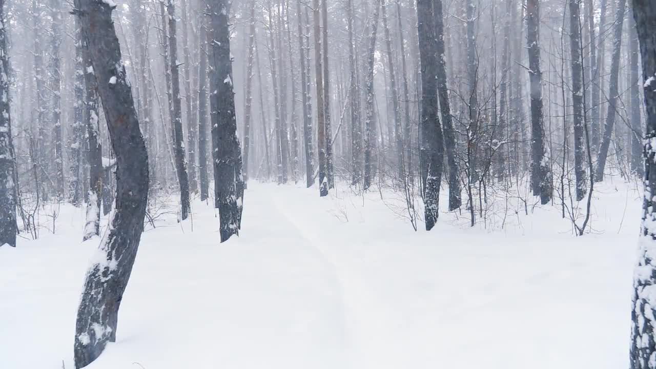 Falling Snow In Forest - Stock Video | Motion Array