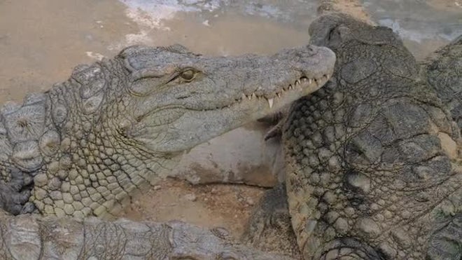 Crocodiles Eating Meat - Stock Video | Motion Array