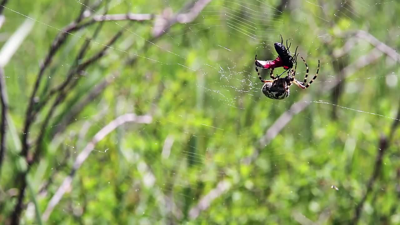 Spider Catches Fly - Stock Video | Motion Array