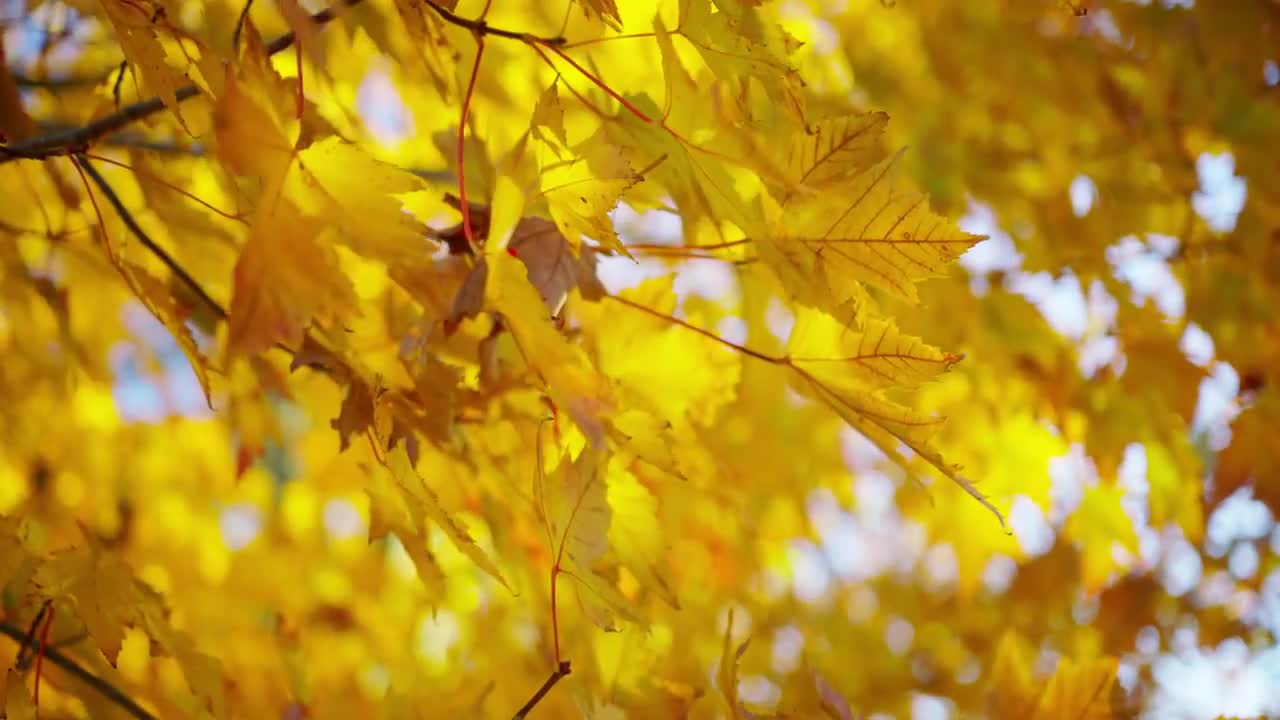 Yellow Leaves In Fall - Stock Video | Motion Array