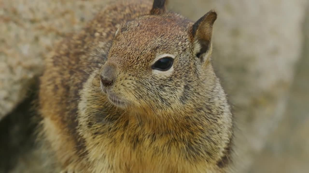 Squirrel Staring Into Distance - Stock Video | Motion Array