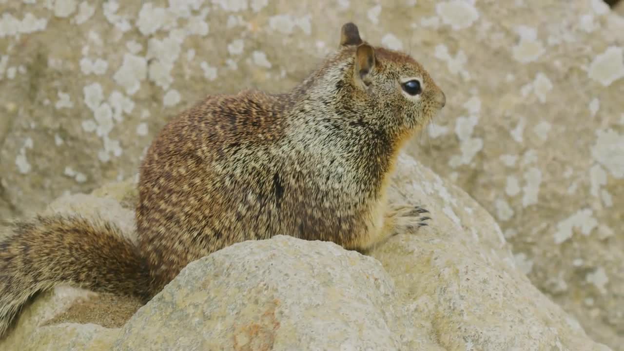 Pair of Squirrels - Stock Video | Motion Array