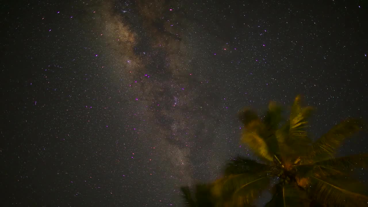 Stars Over Palm Tree - Stock Video | Motion Array