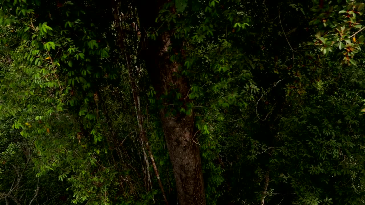 Vibrant Green Trees - Stock Video | Motion Array