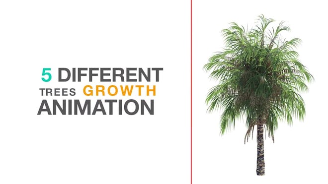 Tree Growing Animation