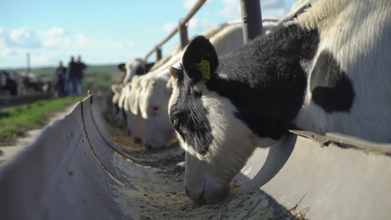 Cows Eating - Stock Video | Motion Array