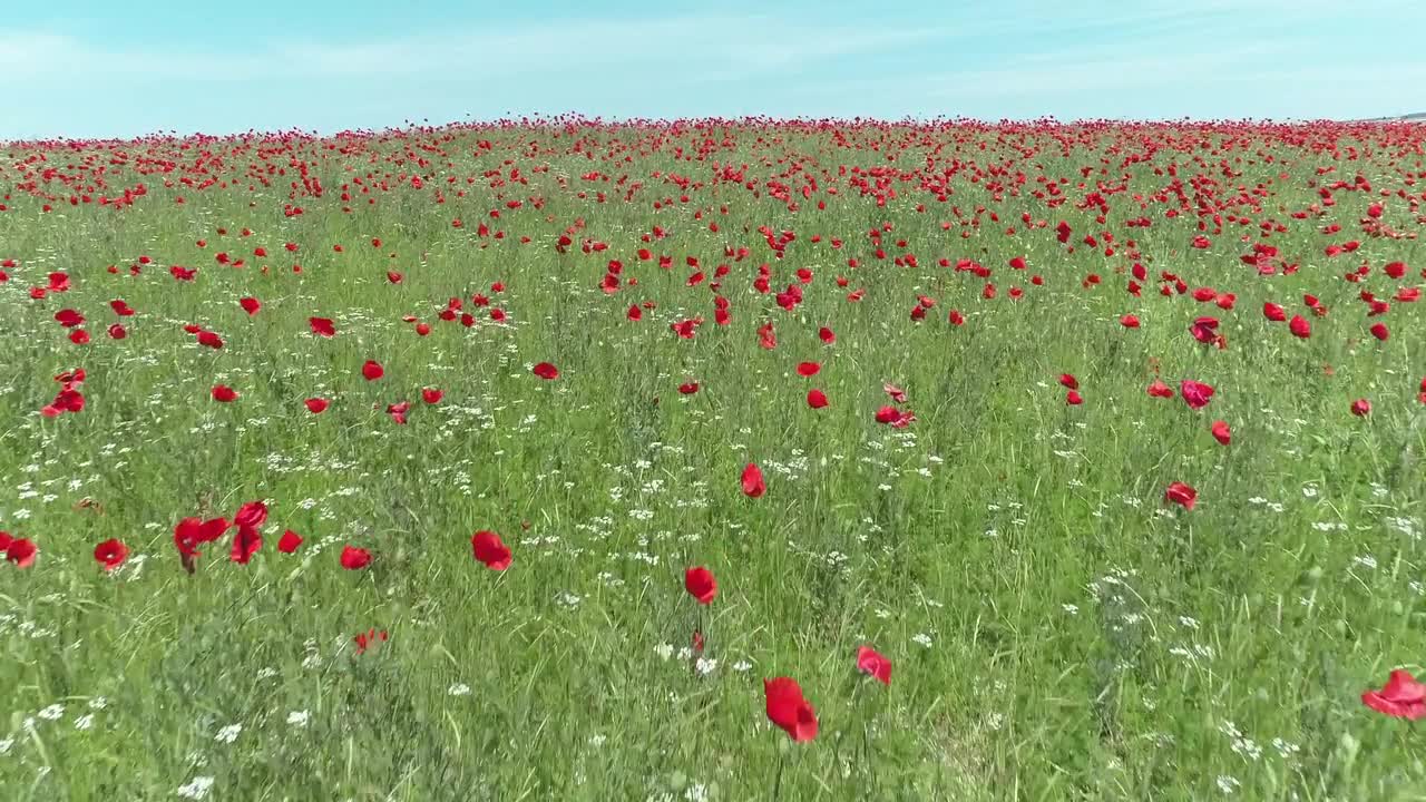 Red Poppies Field - Stock Video | Motion Array