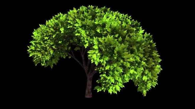 Tree Growth Time Lapse - Stock Motion Graphics | Motion Array