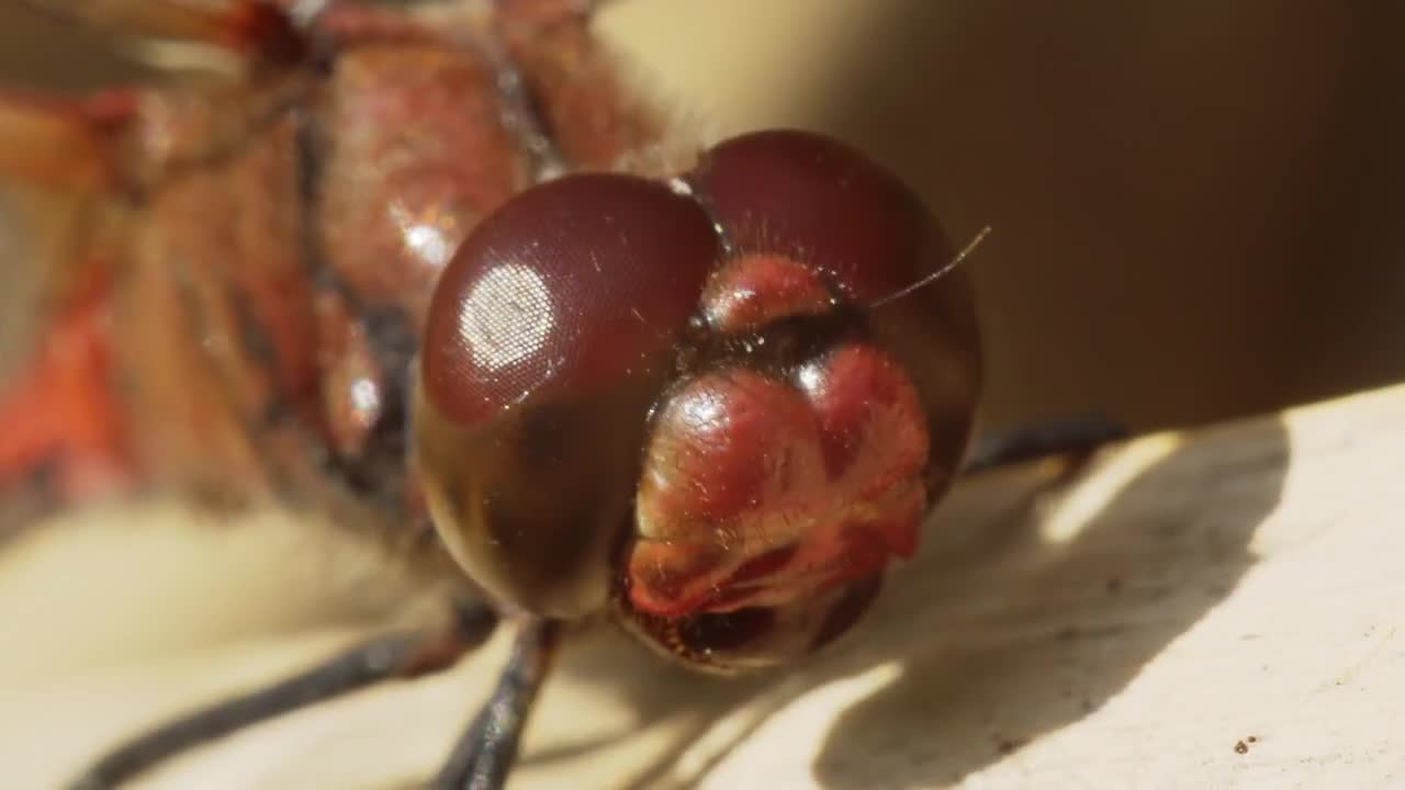 Dragonfly - Stock Video | Motion Array