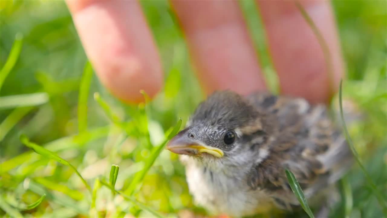 Baby Sparrow - Stock Video | Motion Array