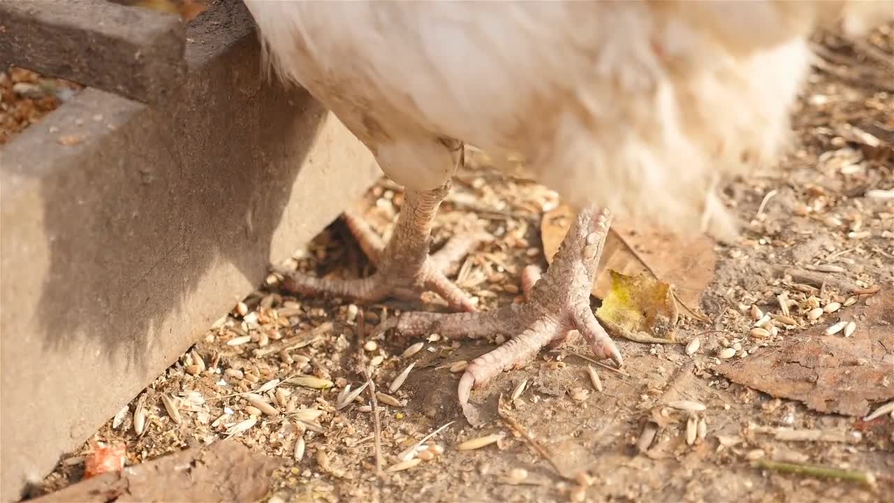 Chickens Feeding On Grains - Stock Video | Motion Array