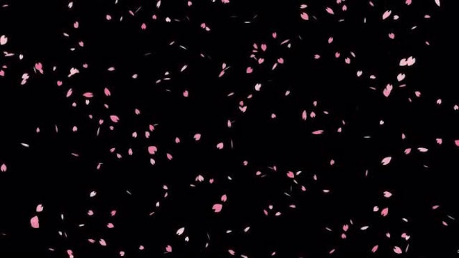 Falling Sakura Cherry Blossoms - Stock Motion Graphics | Motion Array