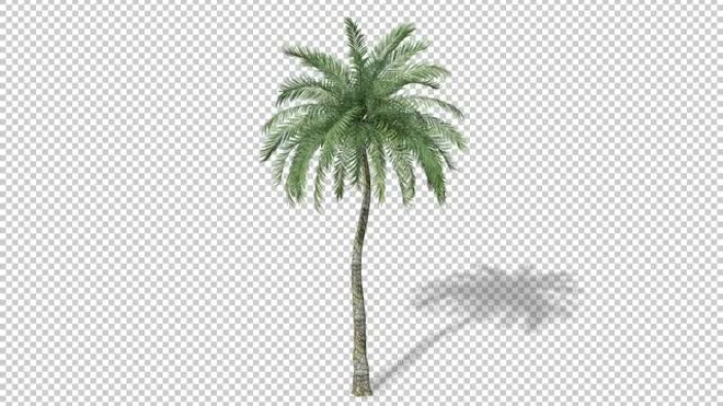 Growing Tropical Tree BG 4K - Stock Motion Graphics | Motion Array