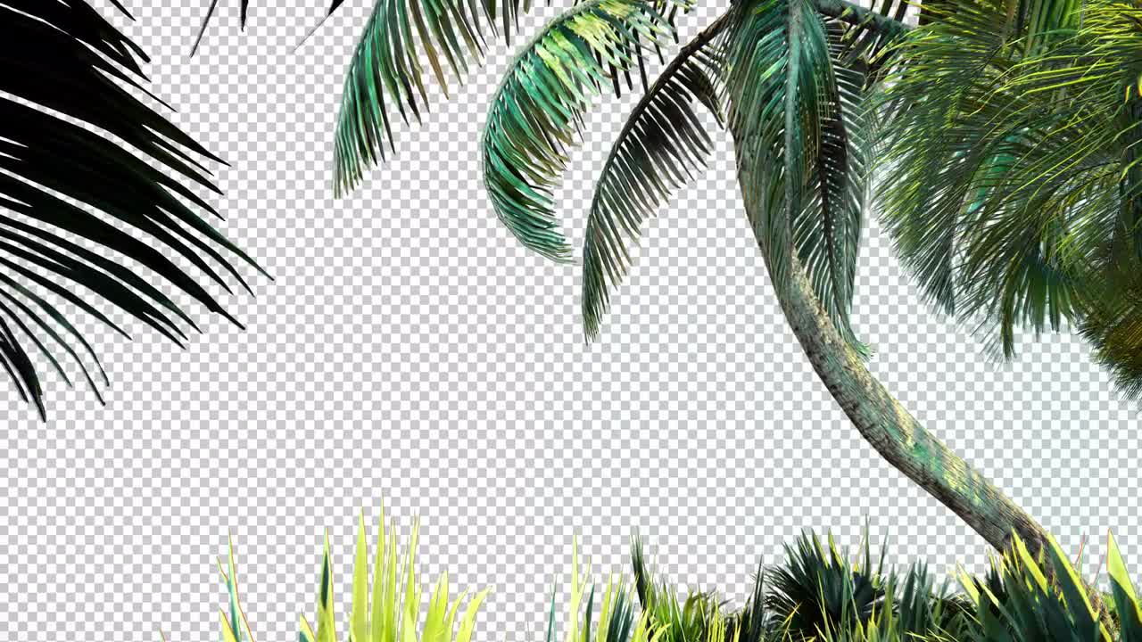 Palm Trees Tropical Overlay - Stock Motion Graphics | Motion Array