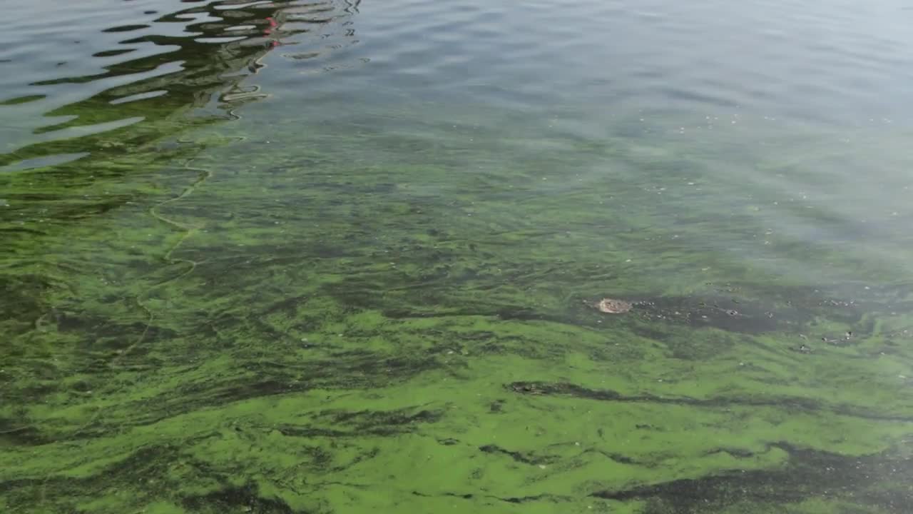 Algal Bloom - Stock Video | Motion Array