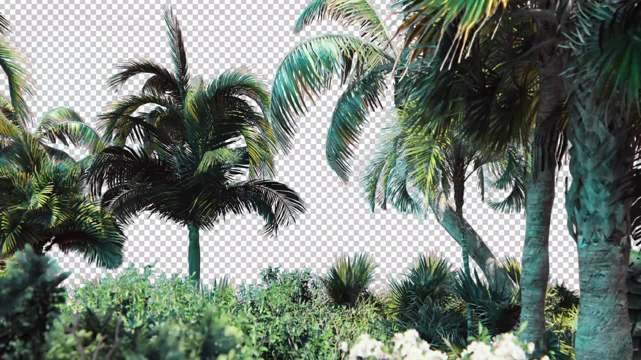 Tropical Outdoors Overlay - Stock Motion Graphics | Motion Array