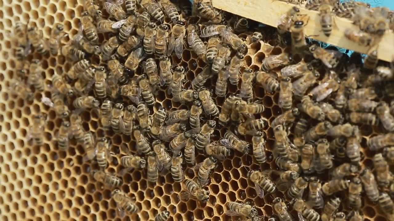 Hardworking Bees - Stock Video | Motion Array