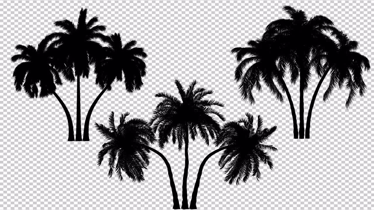 Three Palm Trees Silhouette - Stock Motion Graphics | Motion Array