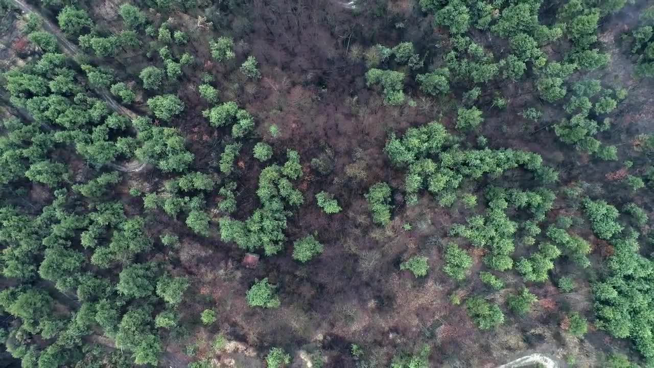 Aerial Of A Forest - Stock Video | Motion Array