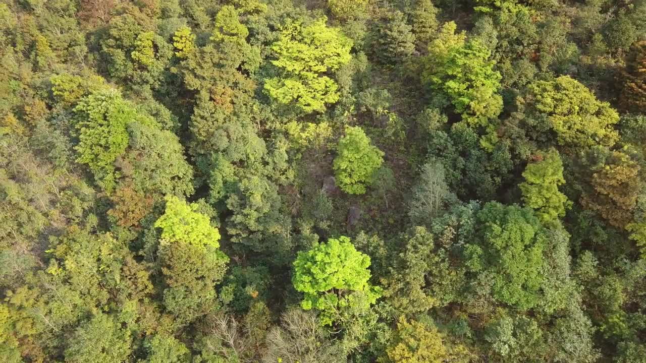 Foresty Landscape - Stock Video | Motion Array