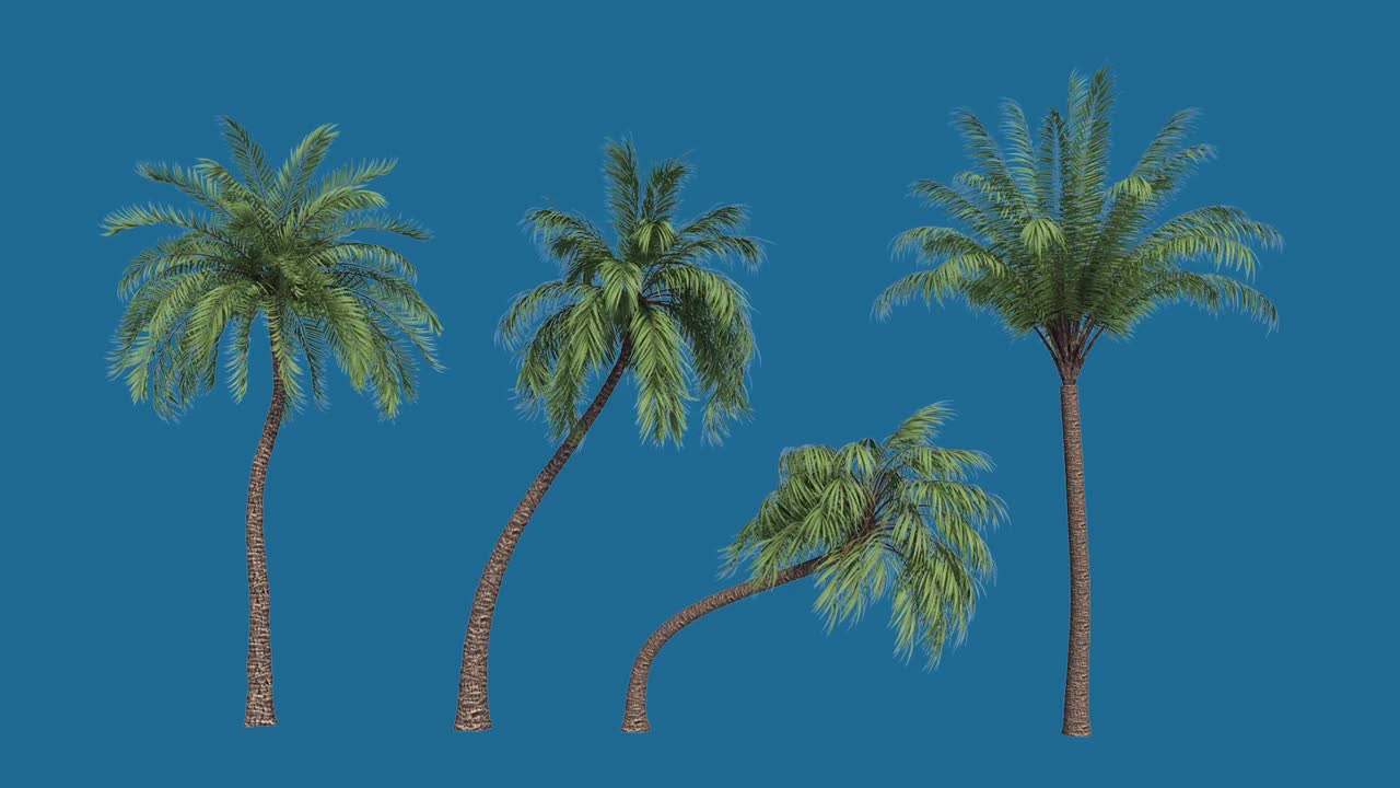 Palm Trees - Stock Motion Graphics | Motion Array
