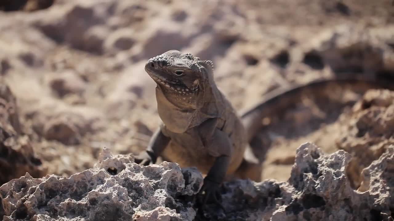 Monitor Lizard - Stock Video | Motion Array