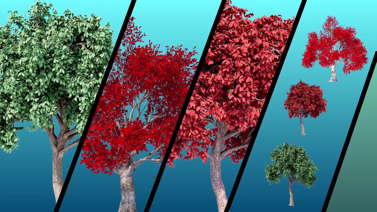 Tree Pack 1 - Stock Motion Graphics | Motion Array