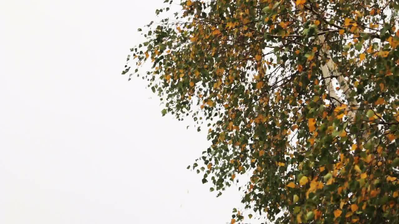 Autumn Leaves Shaking - Stock Video | Motion Array