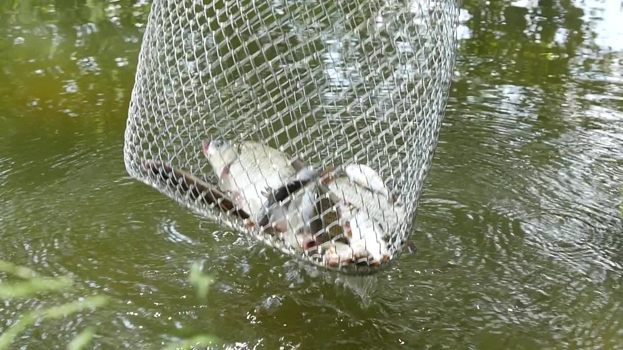 Fishes In A Net - Stock Video | Motion Array