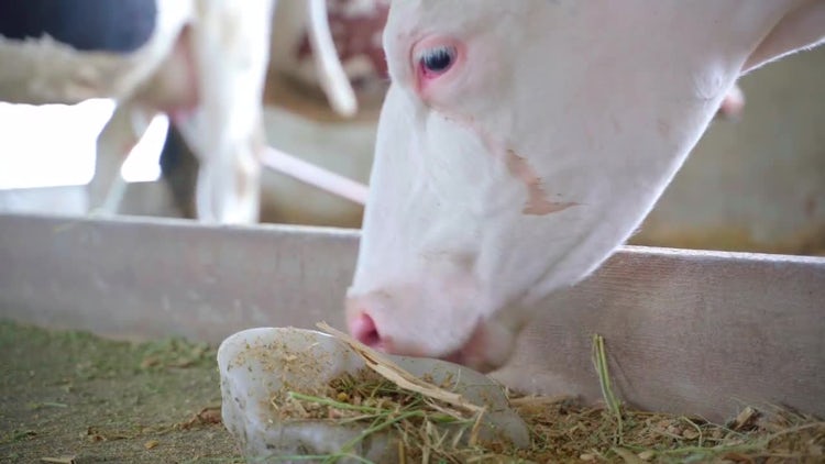 Cow Licks Salt - Stock Video | Motion Array