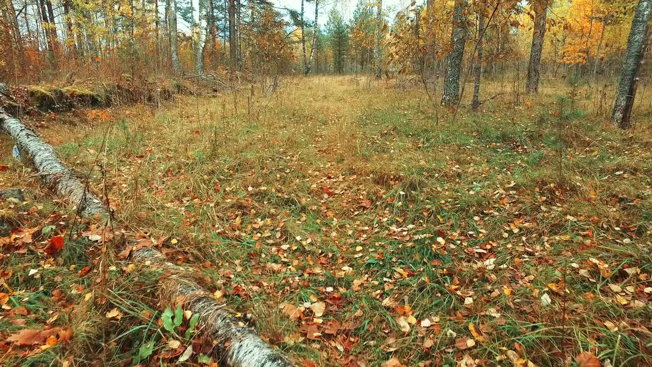 POV Of An Autumn Forest - Stock Video | Motion Array