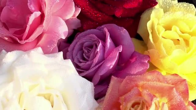 Colorful Roses - Stock Video | Motion Array