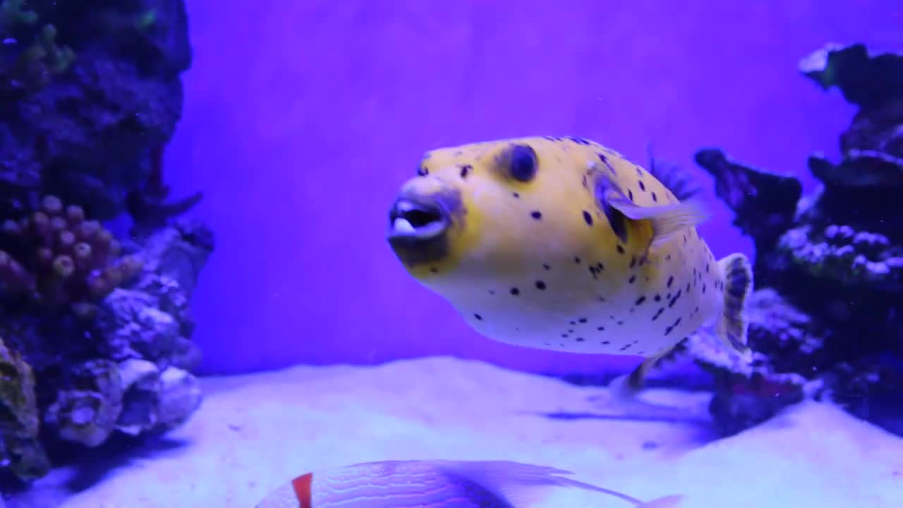 Yellow Golden Puffer Sneeze - Stock Video | Motion Array