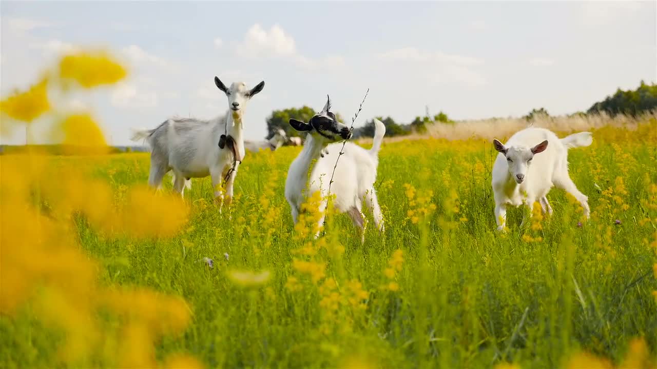 Goats In The Field - Stock Video | Motion Array