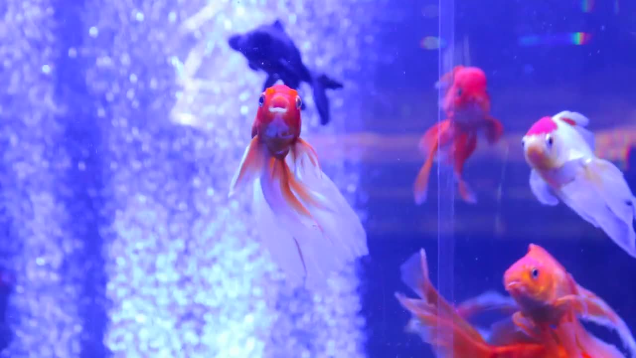 The Goldfish Is Dancing - Stock Video | Motion Array