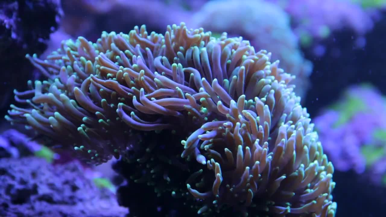 Anemone Heteractis Magnifica - Stock Video | Motion Array
