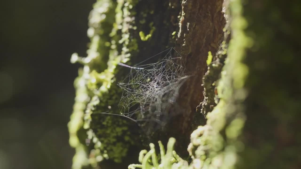 Spider Web On Tree - Stock Video | Motion Array
