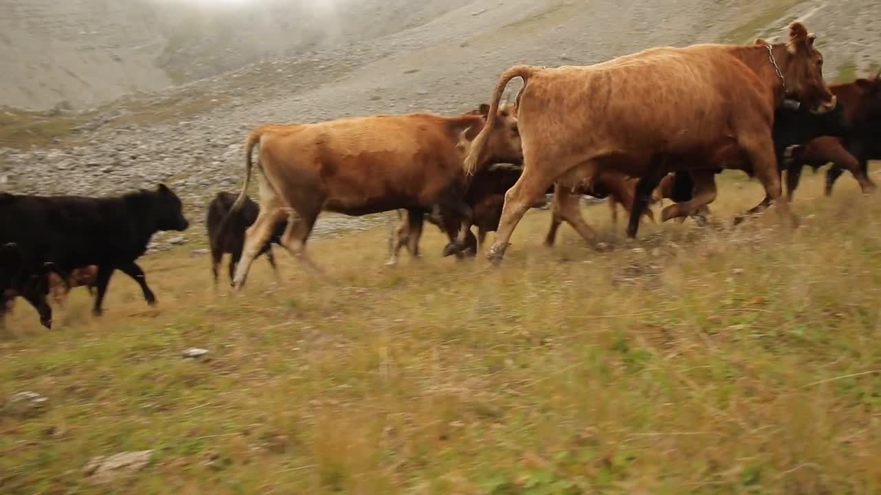 Cows Running - Stock Video | Motion Array