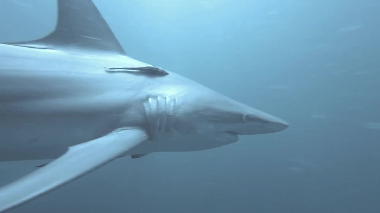 Swimming Shark Pack - Stock Video | Motion Array