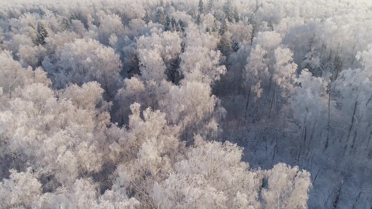 Frosty Forest - Stock Video | Motion Array