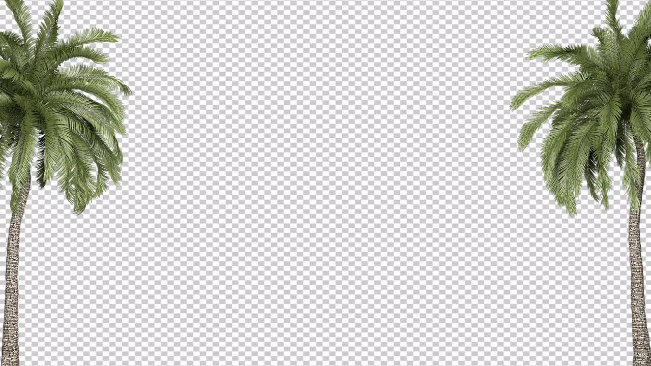 Palm Trees Effect - Stock Motion Graphics | Motion Array