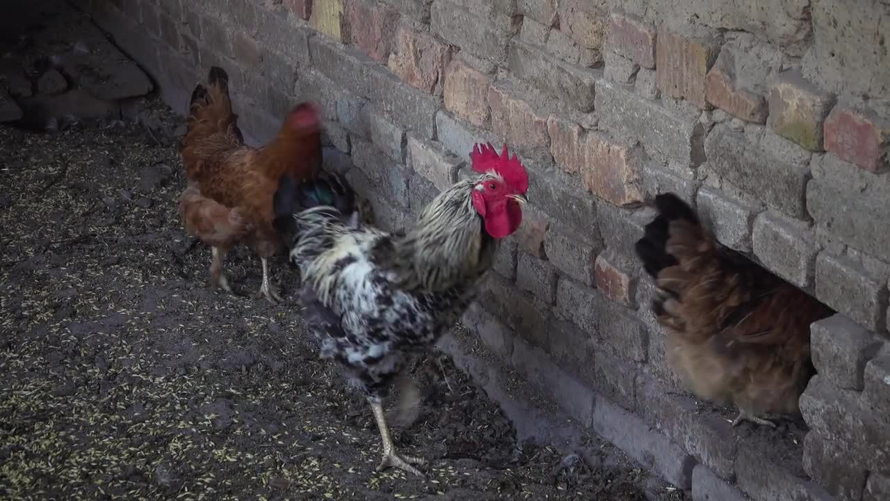Escaping Chickens - Stock Video | Motion Array