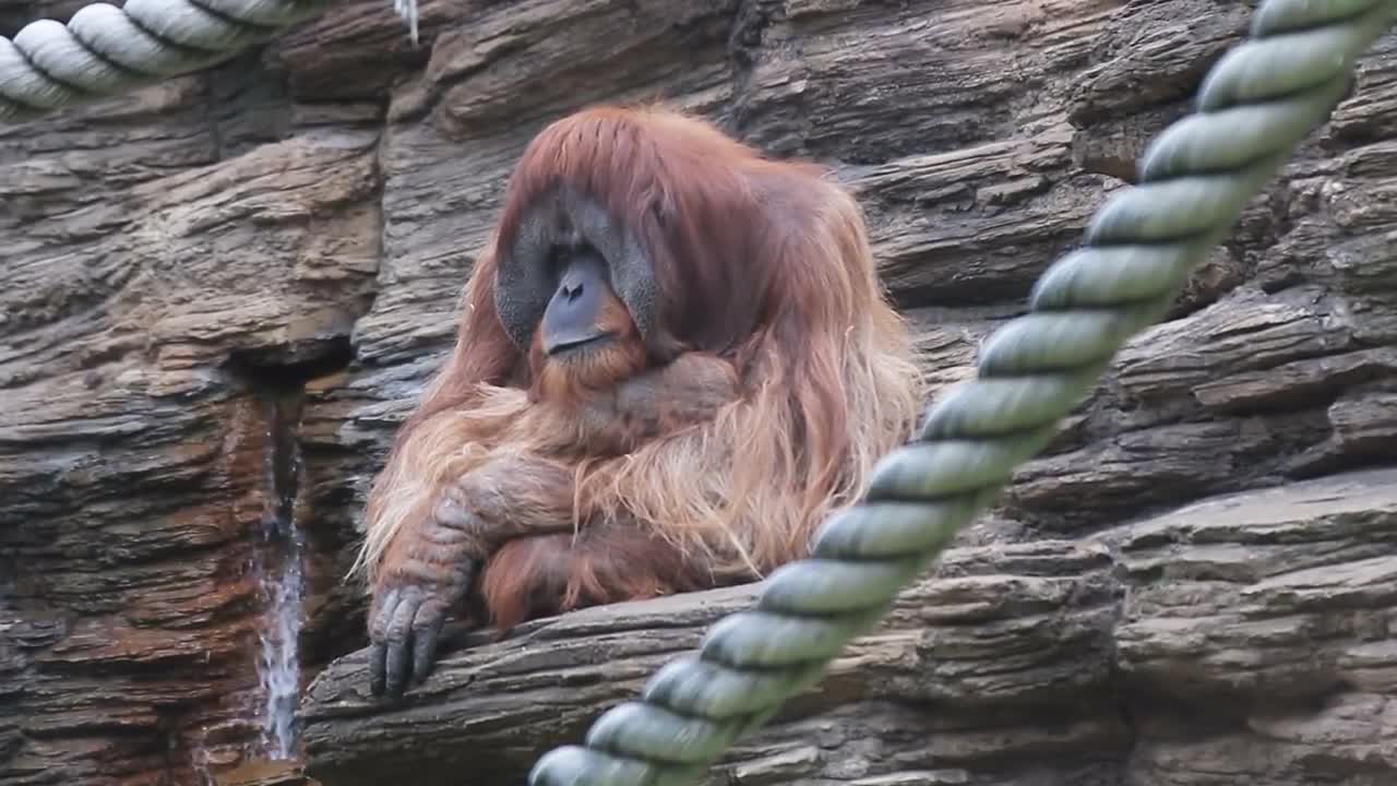 Monkey - Stock Video | Motion Array