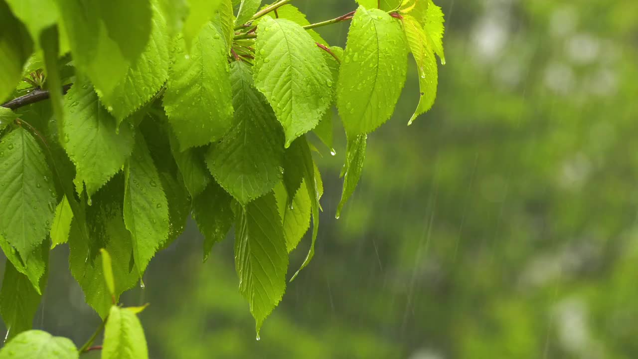 Rainwater Dripping Down Leaves - Stock Video | Motion Array