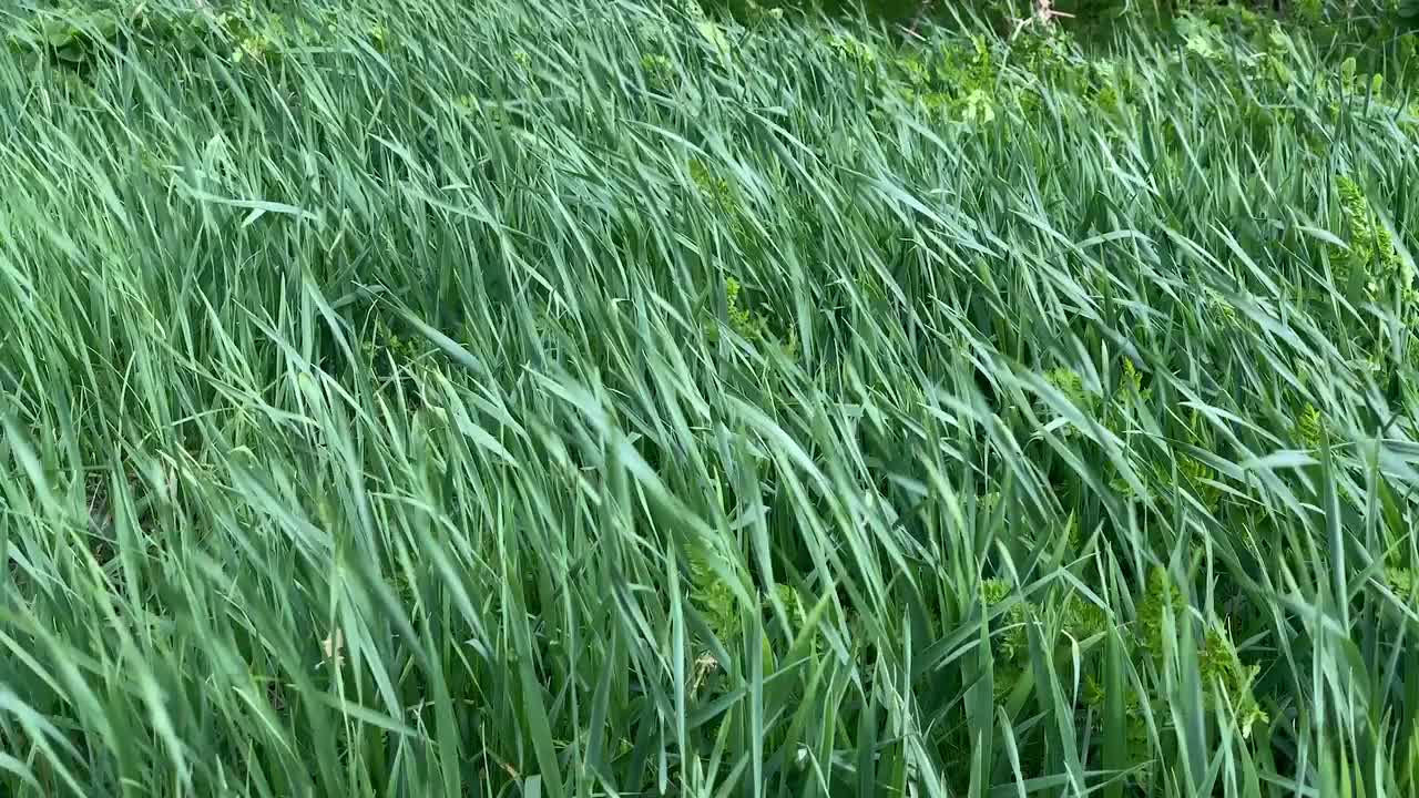 Grass In The Wind - Stock Video | Motion Array