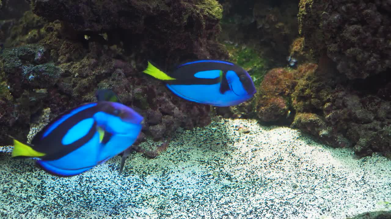 Royal Blue Tang Fish - Stock Video | Motion Array